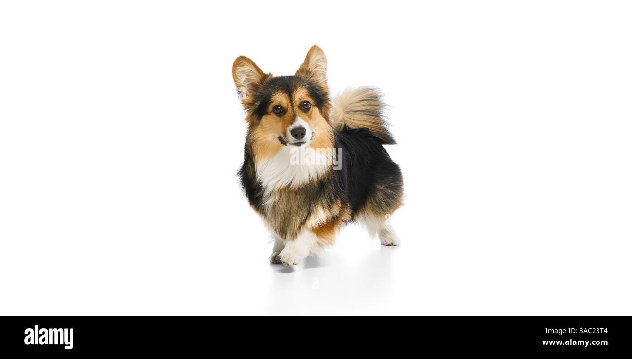 Horizontal photo of tricolor corgi walking confidently forward with ...