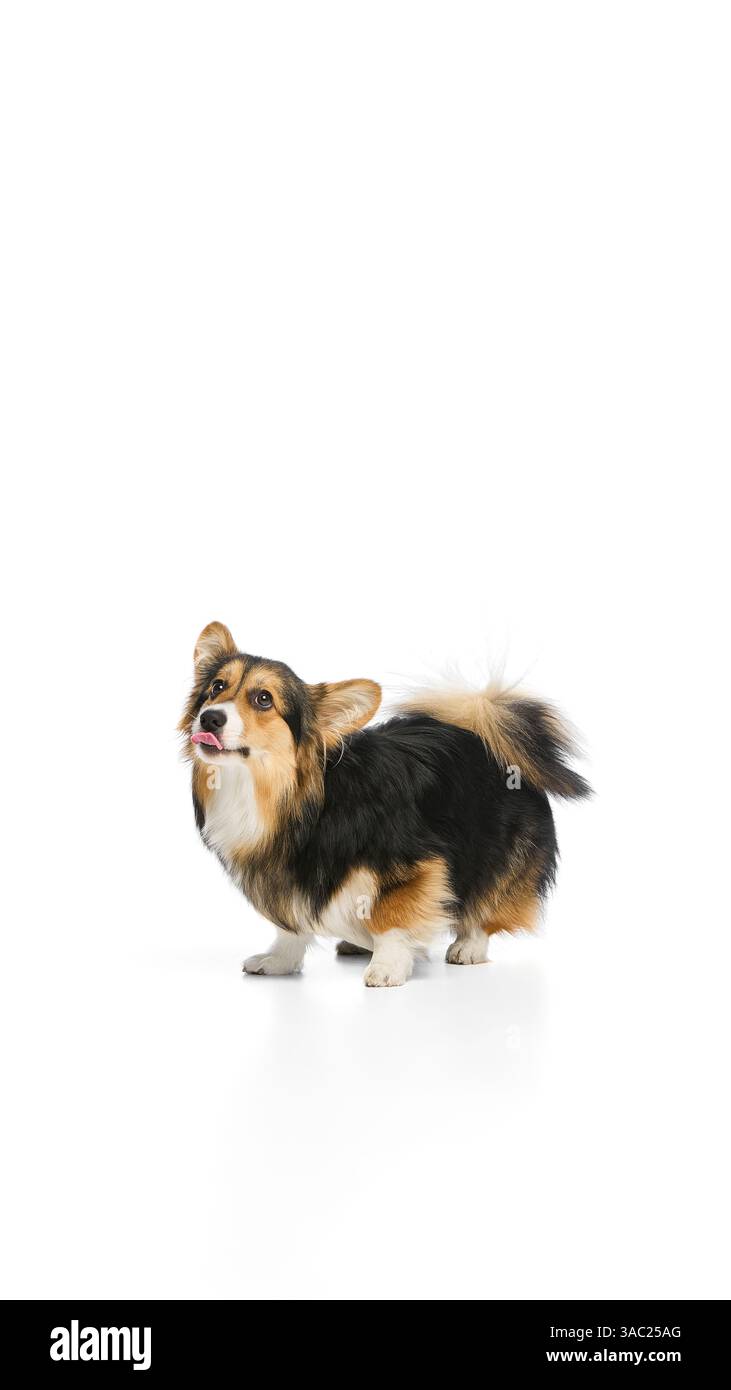 Tricolor corgi standing tall on hind legs with cheerful look and raised ...