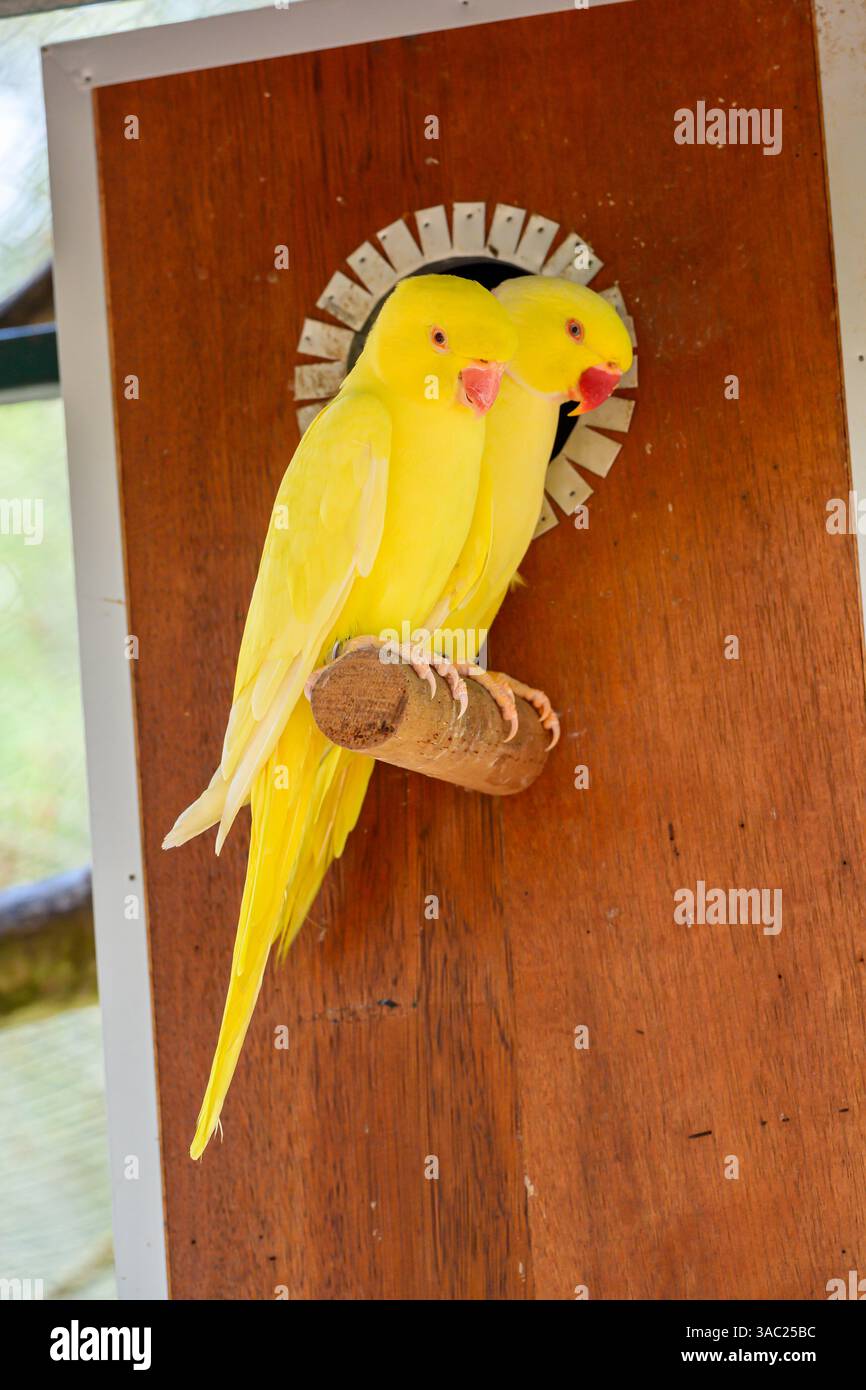 A pair of Yellow Indian Ringneck Parakeets outside their home Stock ...