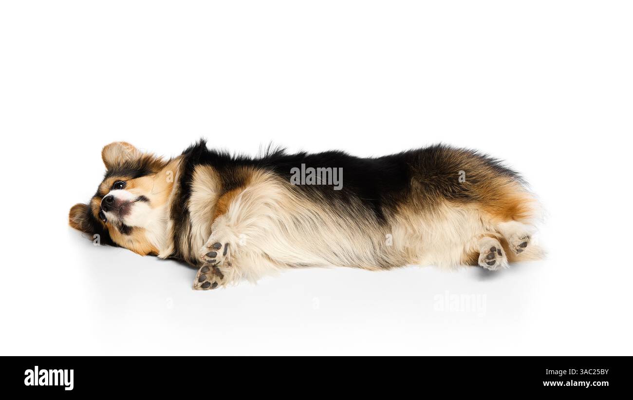 Tricolor corgi laying on side with relaxed body and soft fur visible ...
