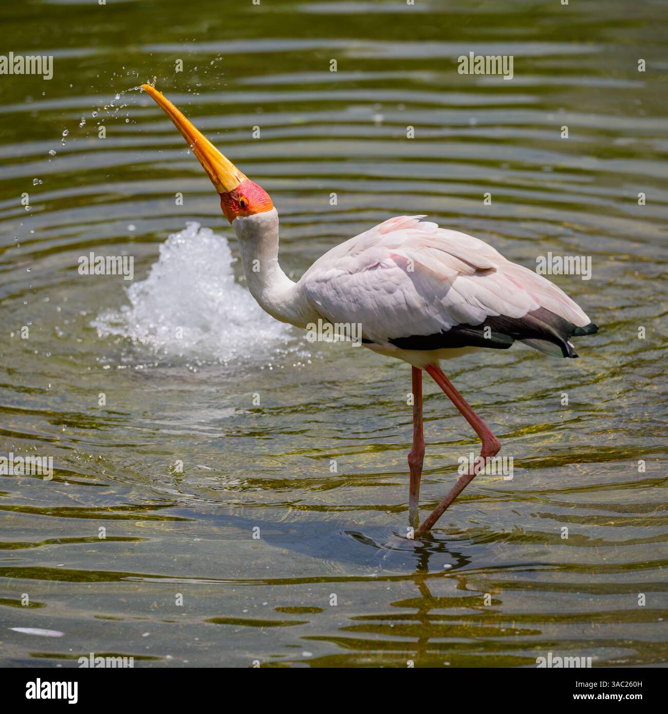 A fishing Painted Stork Stock Photo - Alamy