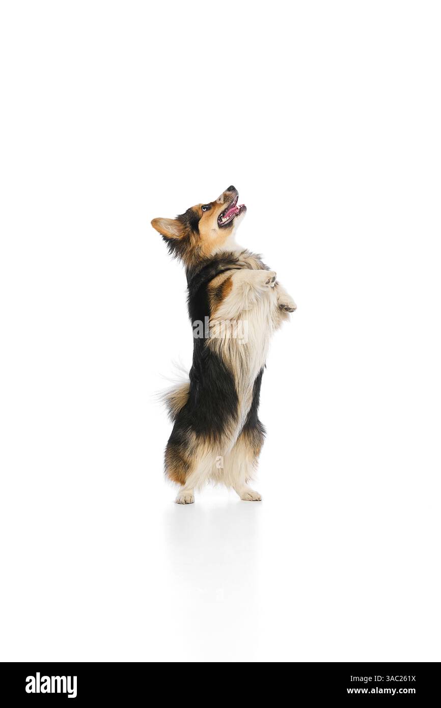 Tricolor corgi rolling on back with happy face and raised paw against ...