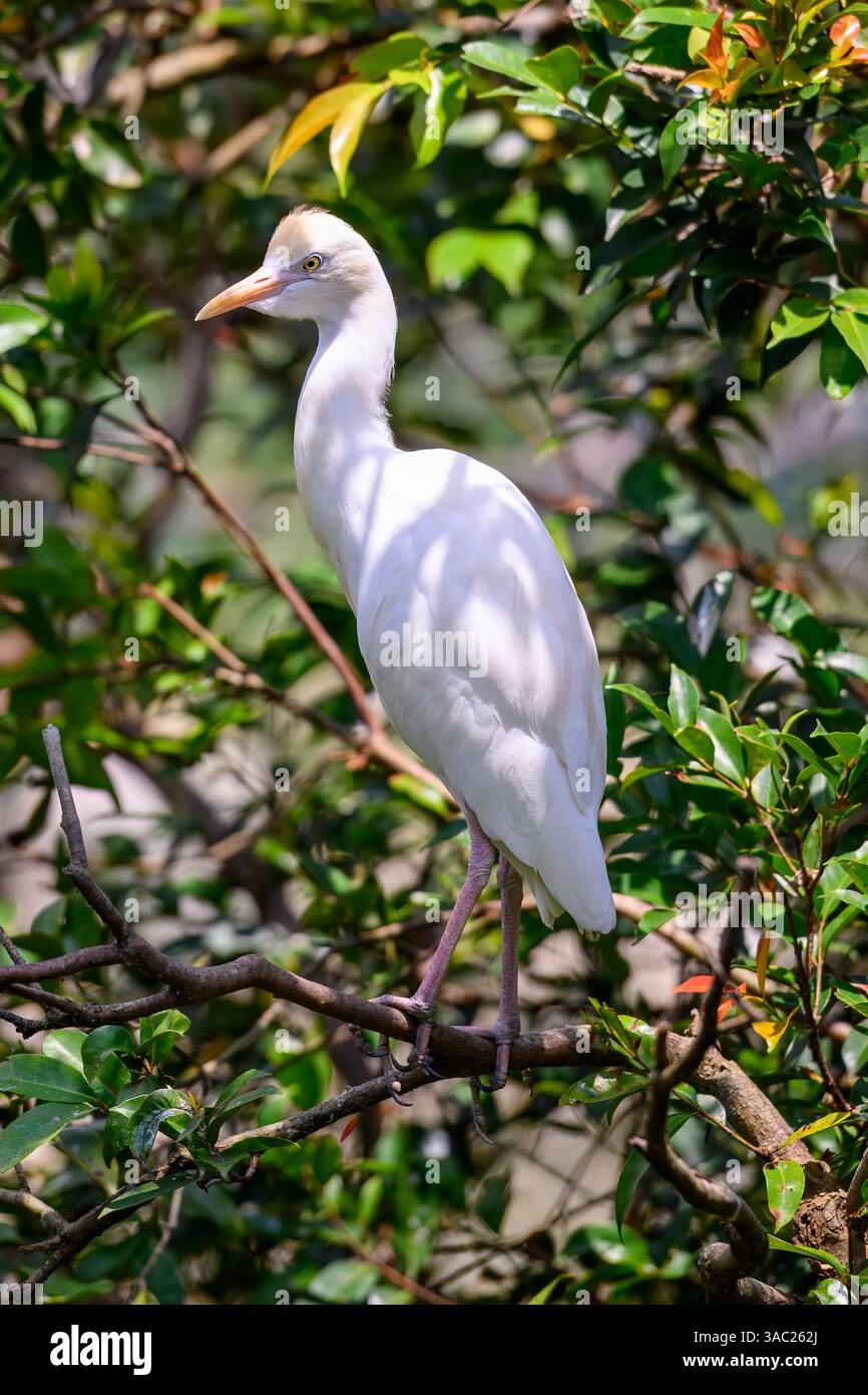 A resting Cattle Egret at KL Bird Park Stock Photo - Alamy