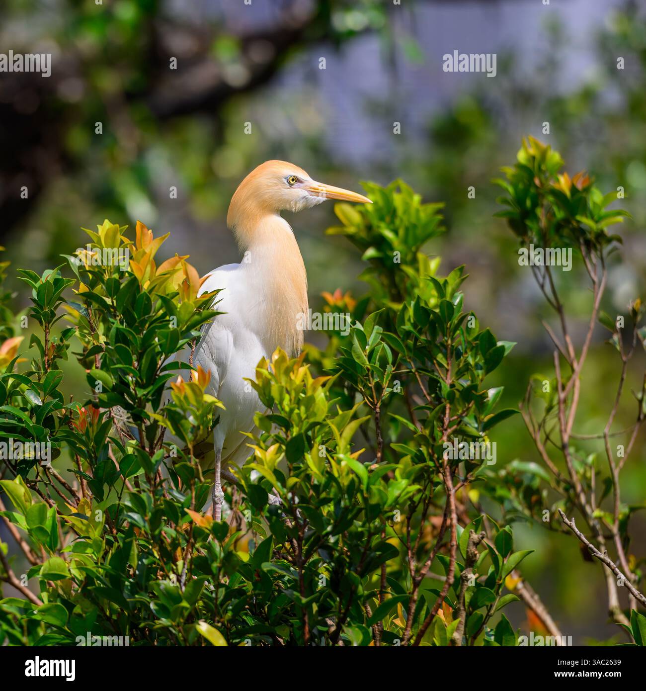 A resting Cattle Egret at KL Bird Park Stock Photo - Alamy
