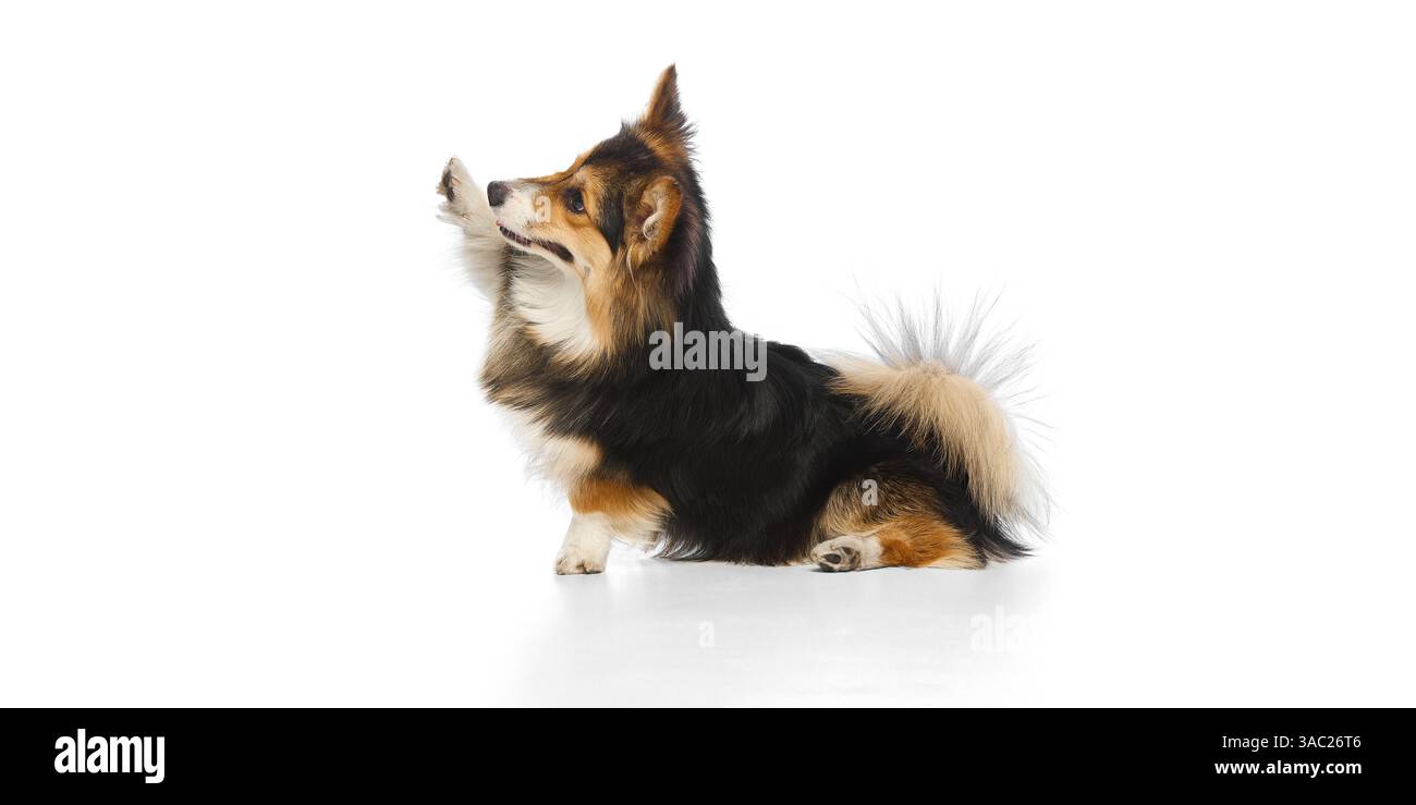 Tricolor corgi sitting with raised paw and tongue out facing forward ...