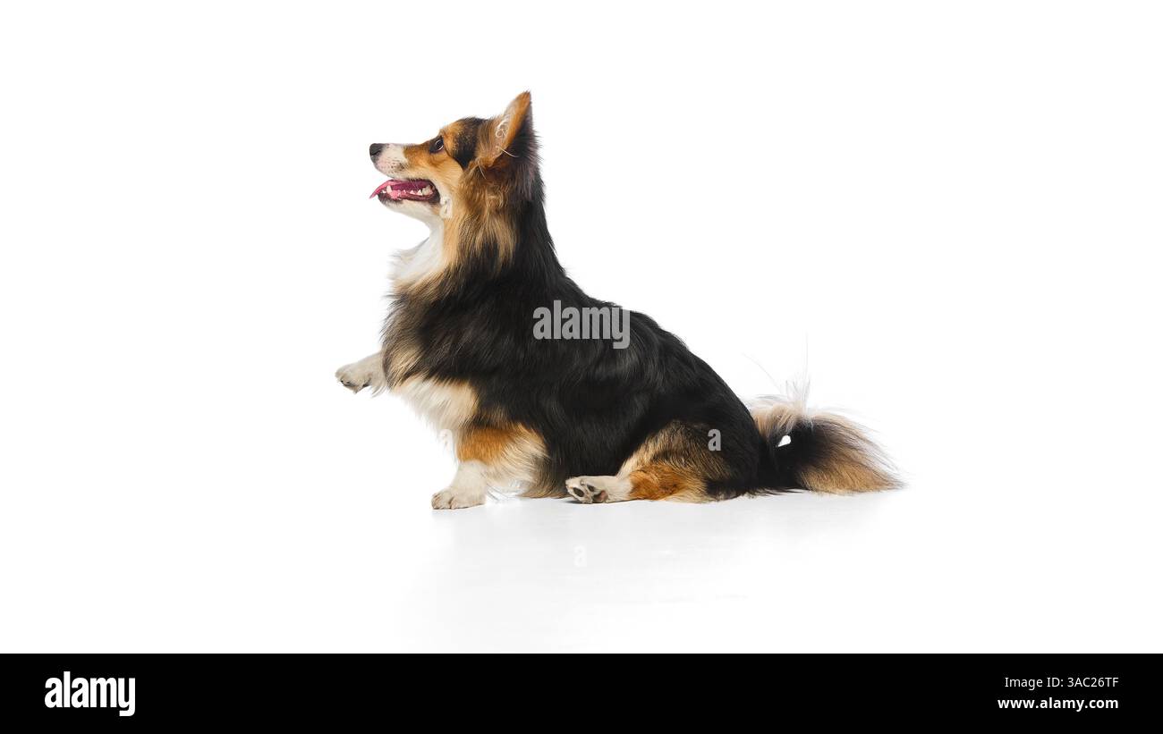 Tricolor corgi sitting side view with front paw slightly lifted and ...