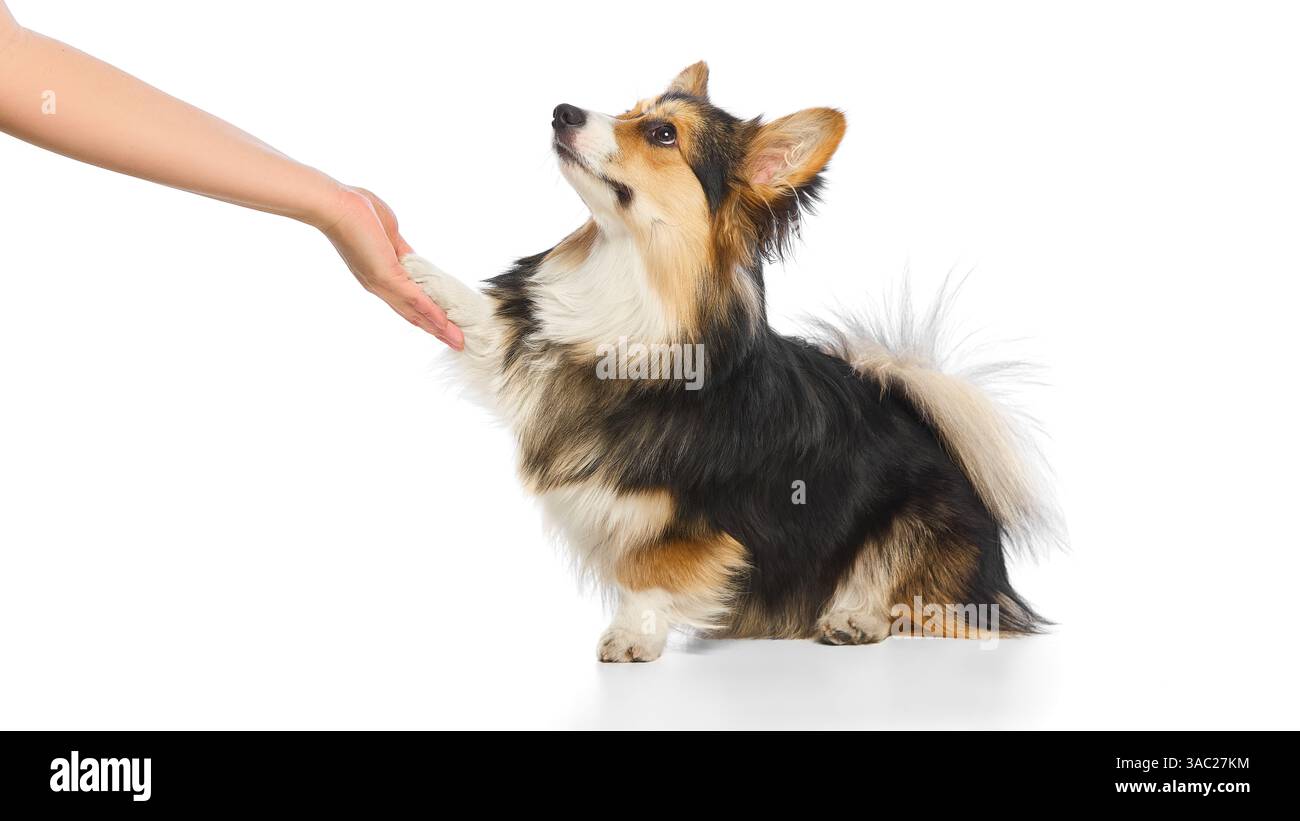 Tricolor corgi giving paw to human hand in obedient gesture on white ...