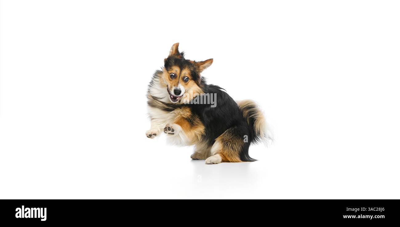 Mid-air tricolor corgi with excited or shocked muzzle running in ...