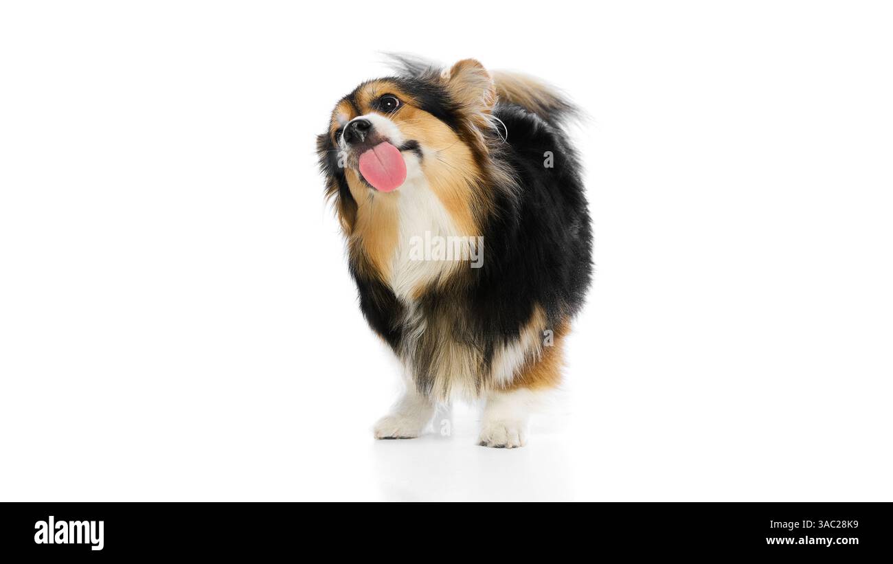 Tricolor corgi leaping forward with tongue out in full motion on white ...