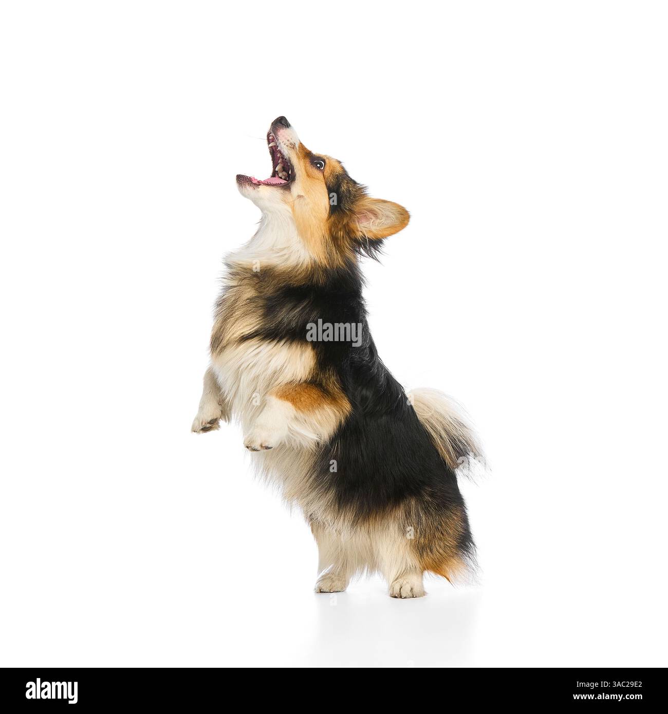 Tricolor Welsh corgi pembroke standing with head tilted and tongue ...