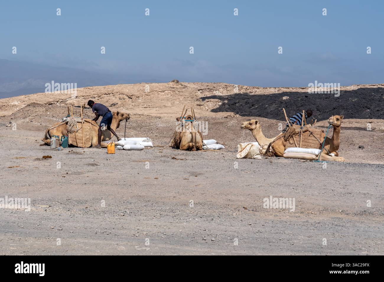Harvesting salt crust man hi-res stock photography and images - Alamy