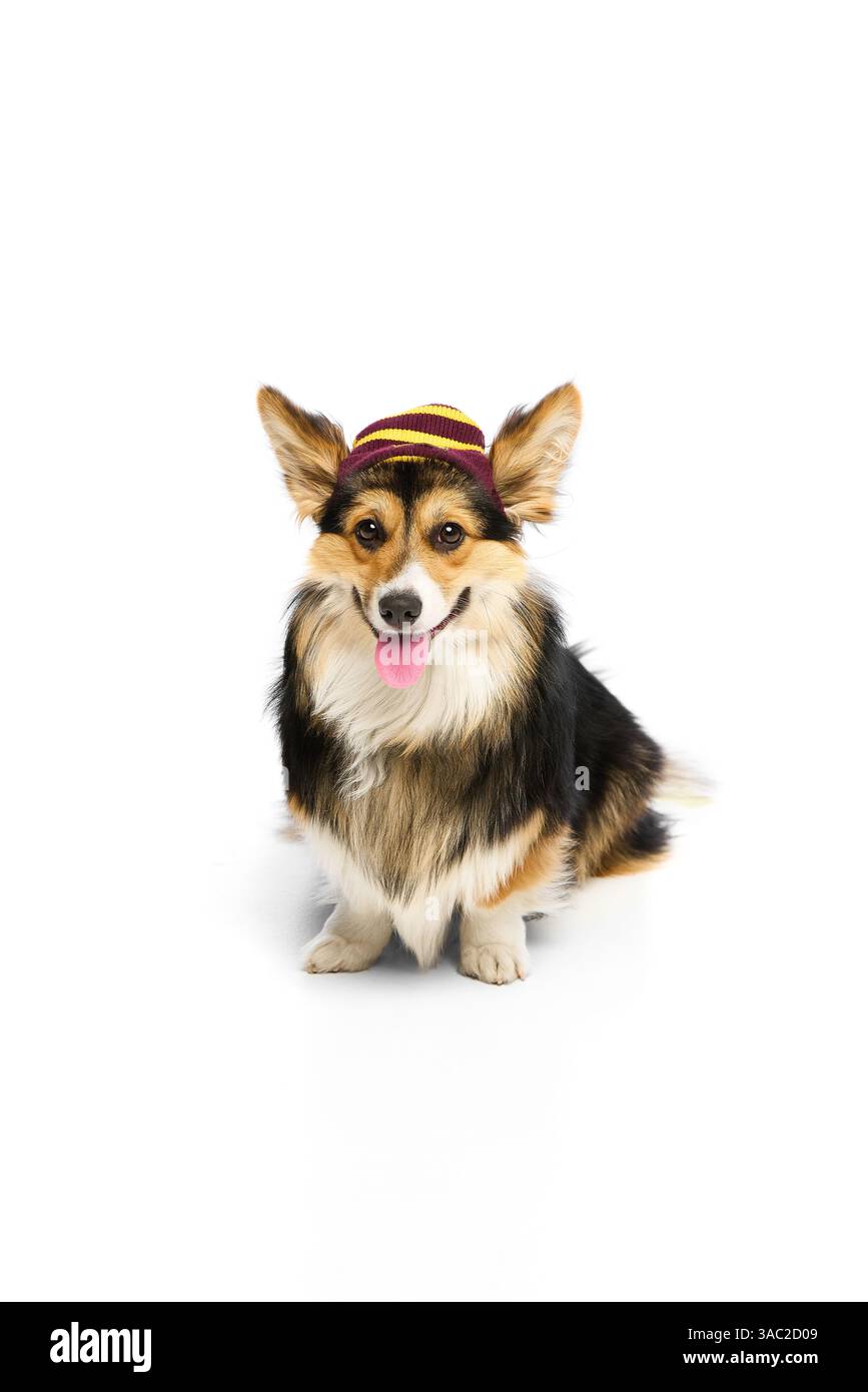 Portrait of purebred Corgi wearing tiny striped cap sitting calmly ...