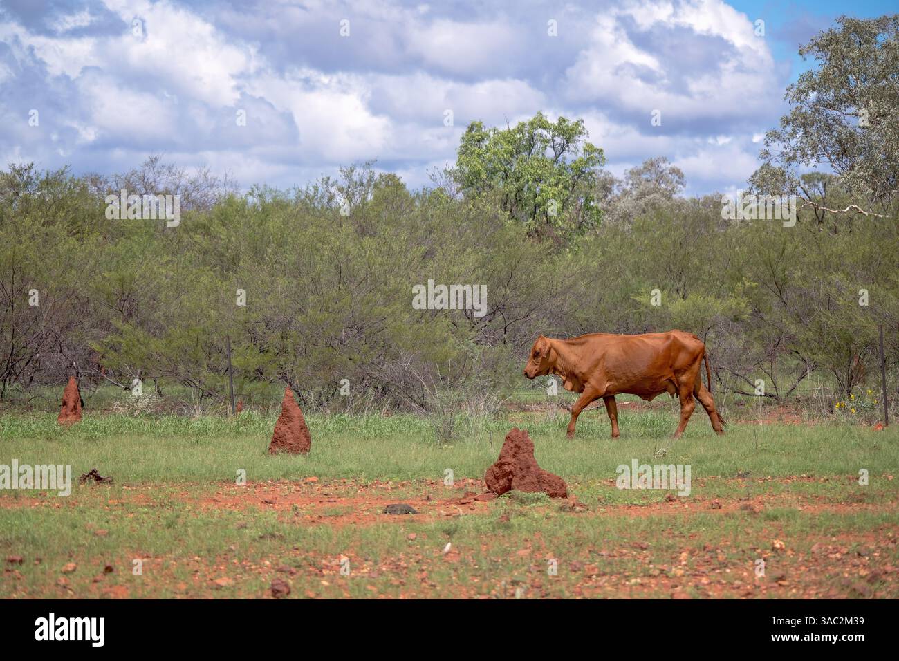 Cow walking past termite mounds, red dirt country, Cloncurry outback ...