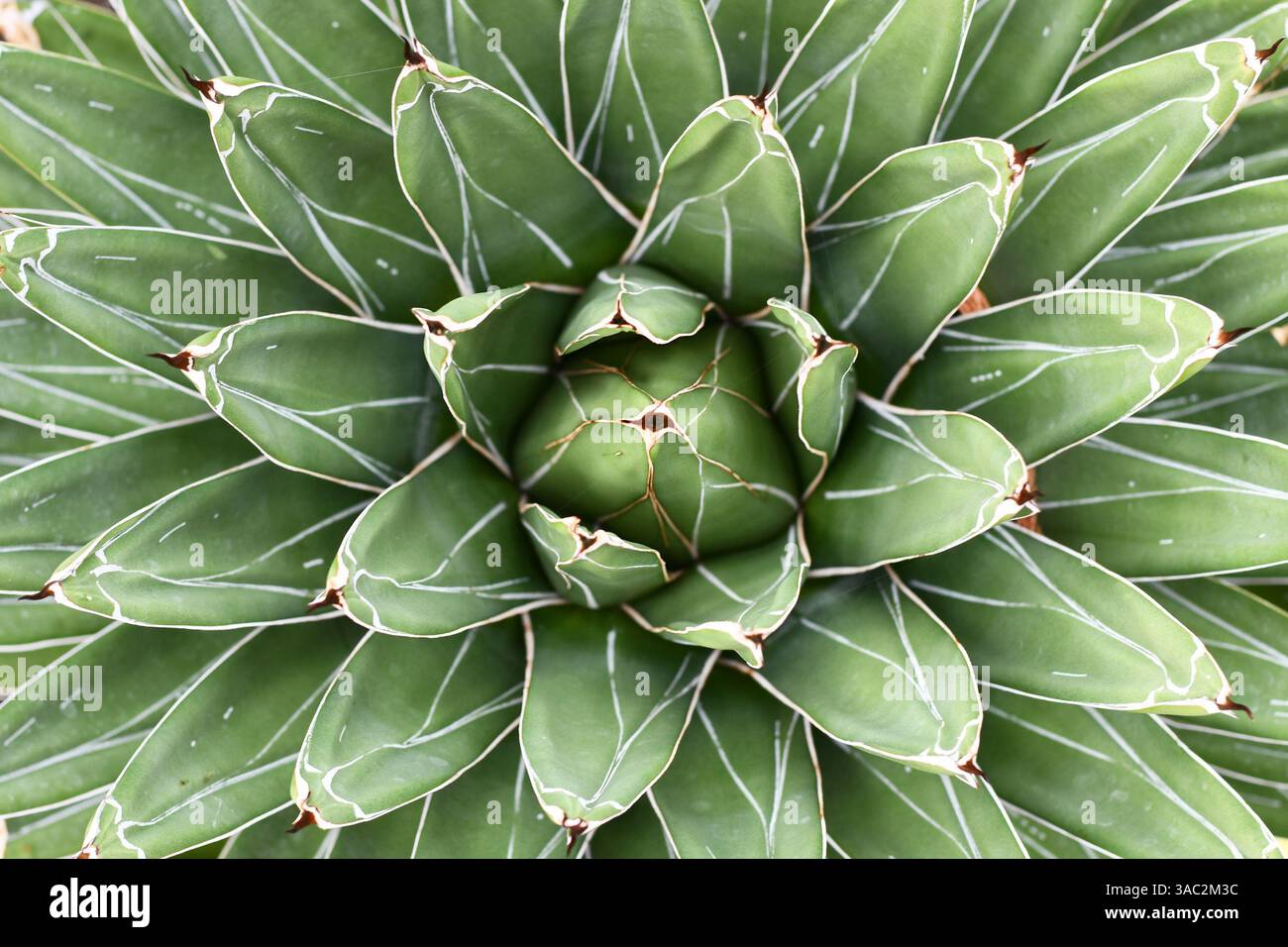 Agave rosette hi-res stock photography and images - Alamy