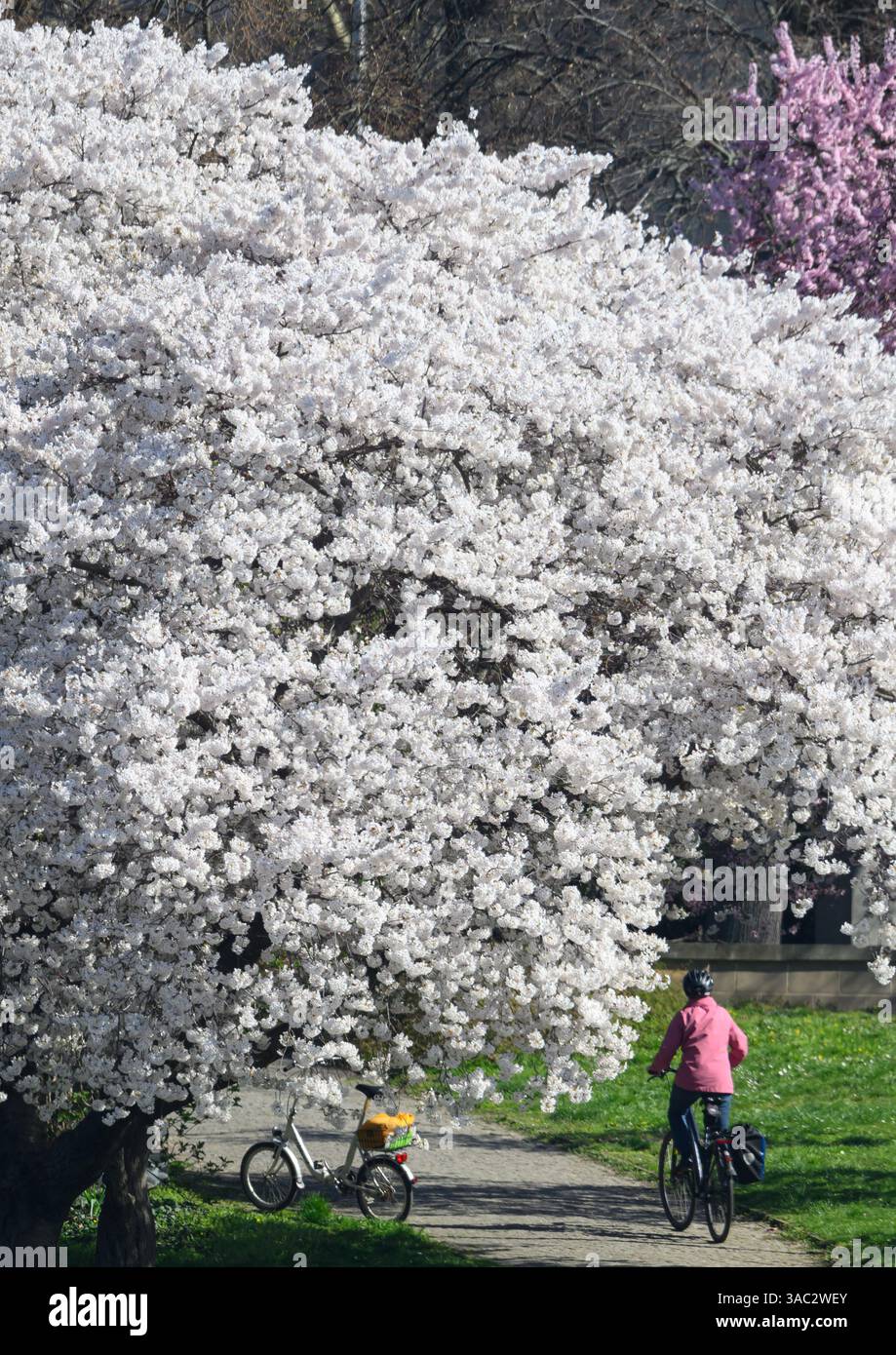 03 April 2025, Saxony, Dresden: Blossoms from ornamental cherry trees ...