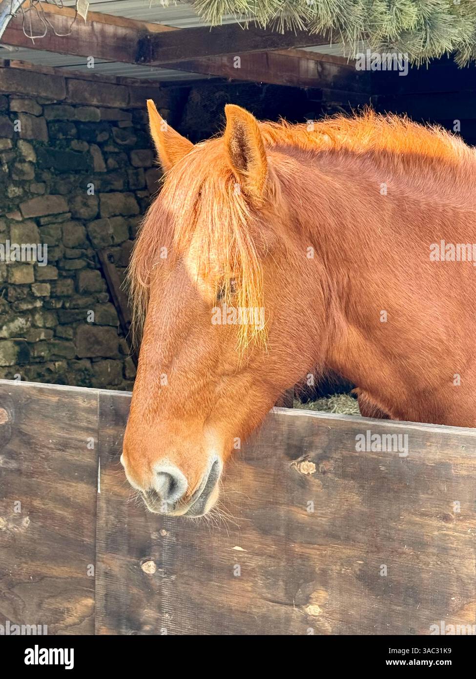 A red Suffolk Punch draught horse looking over a stall in a stable ...
