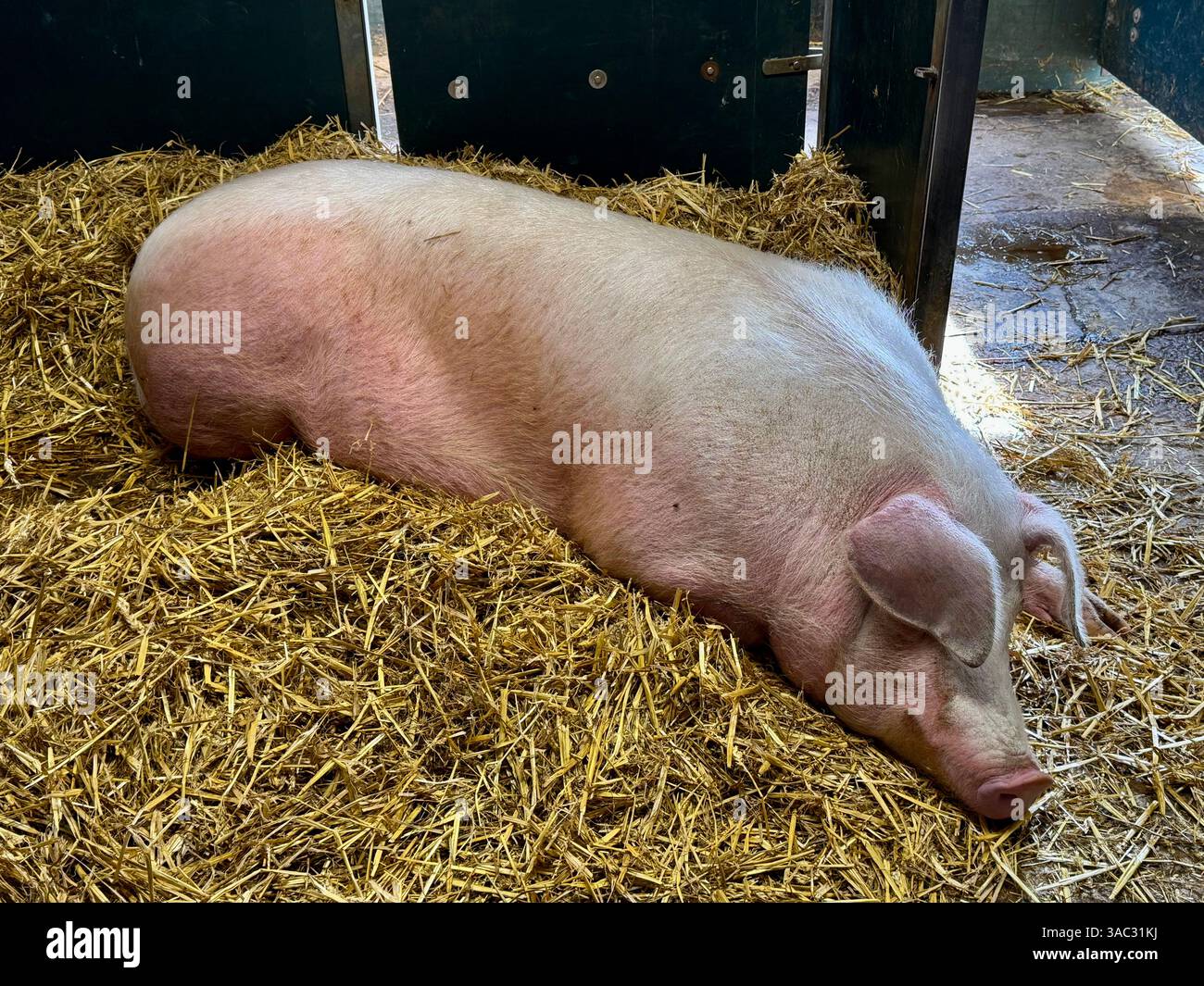 A Landrace Pig lying in straw in a barn Stock Photo - Alamy