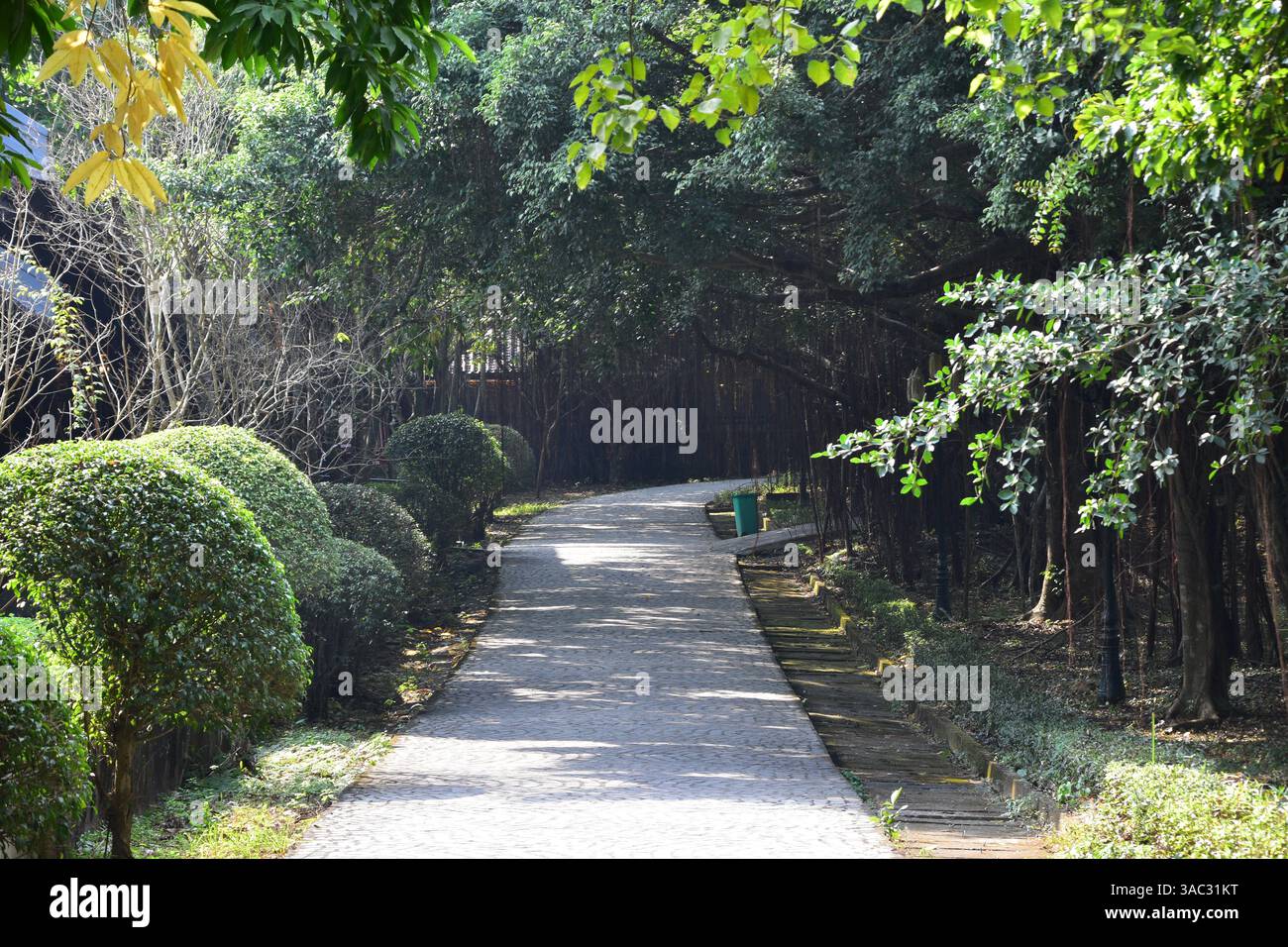A stone road in the shadow of overhanging jungle trees and plants at ...