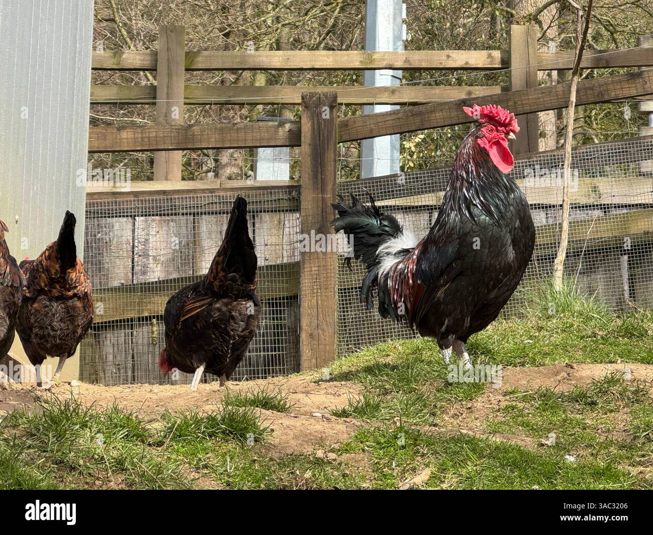 A Black Rooster standing in a chicken run with other chickens behind ...