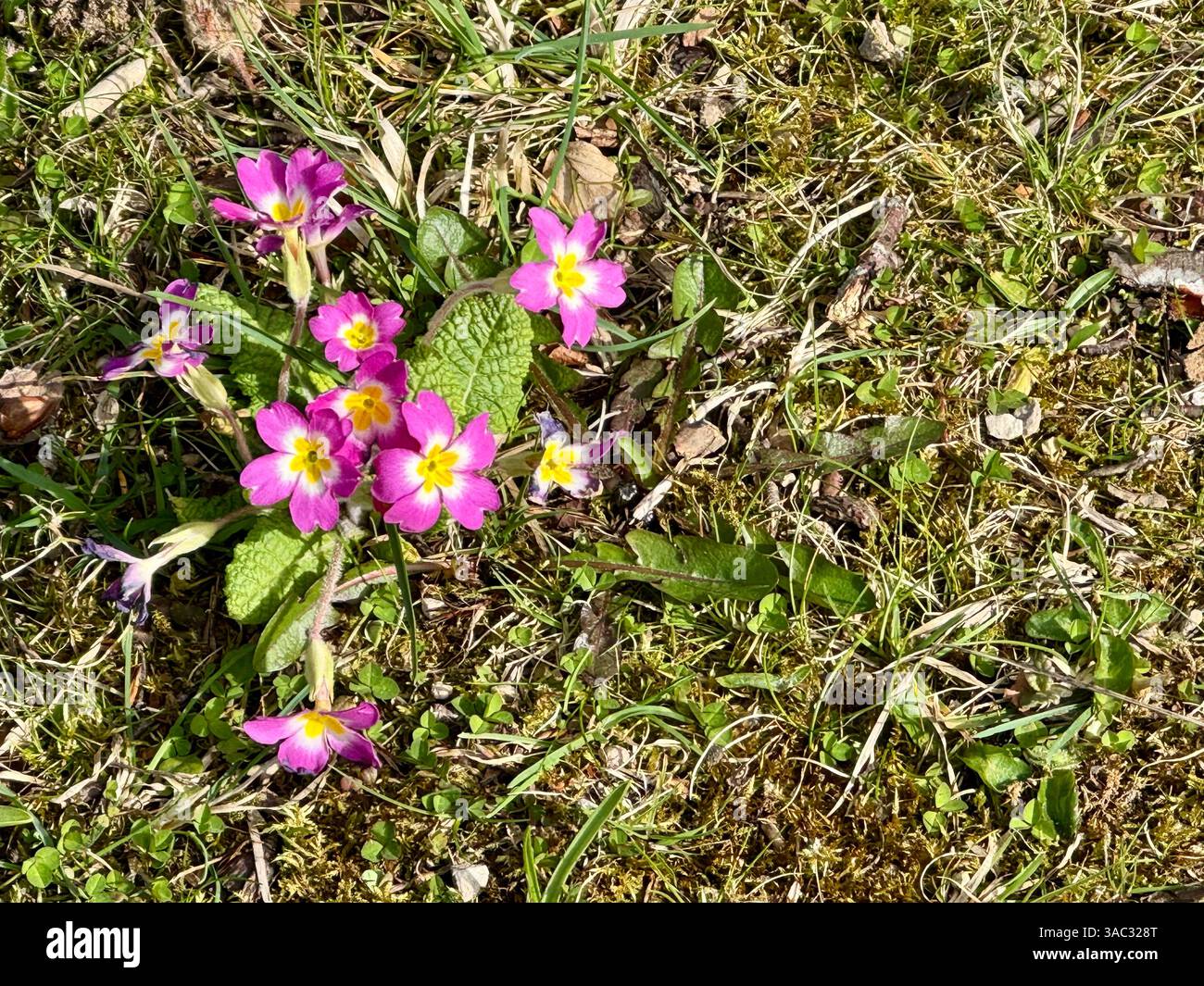 Pretty Pink and Yellow Primula vulgaris, or common primrose on a ...