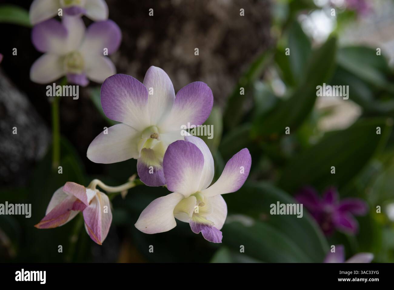 Hibryd orchid, Dendrobium Aridang Blue, Orchidae, Bangkok, Thailand ...