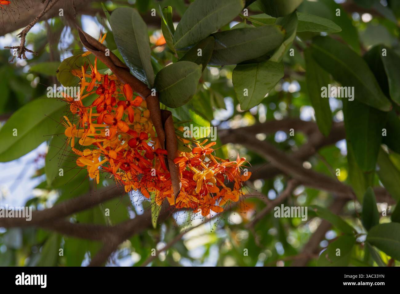 Ashoka tree, Saraca asoca, Fabaceae, Bangkok, Thailand, Asia Stock ...