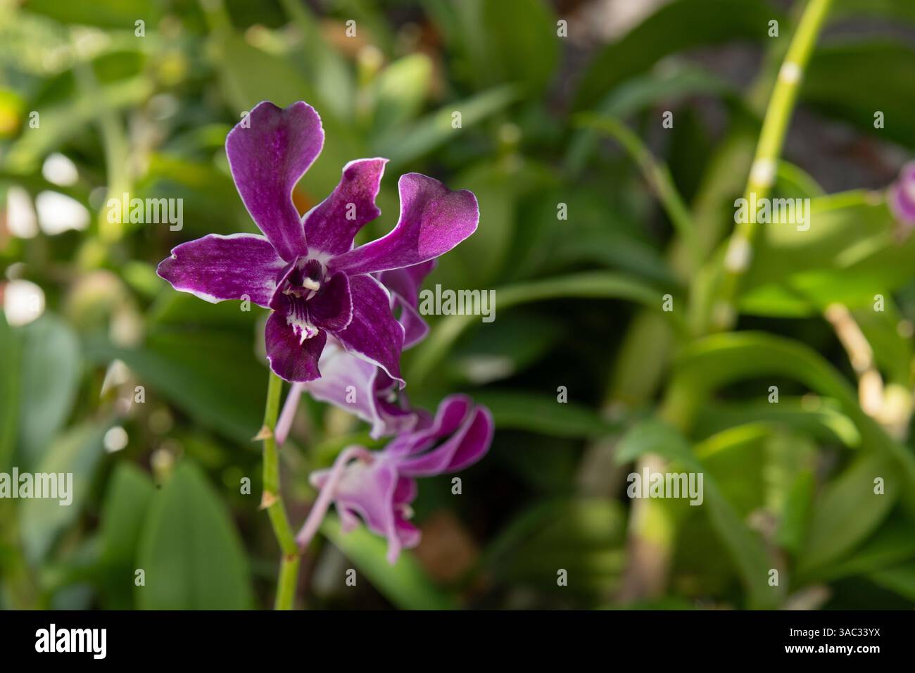 Hibryd orchid, Dendrobium Hiroshi Blue, Orchidae, Bangkok, Thailand ...