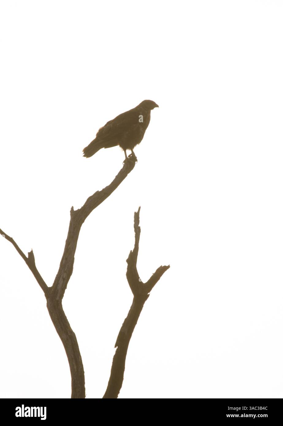 Common buzzard Buteo buteo insularum. San Mateo. Gran Canaria. Canary ...