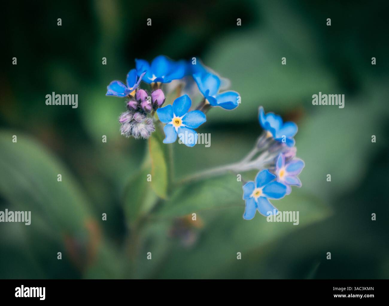 Forget me nots Stock Photo - Alamy