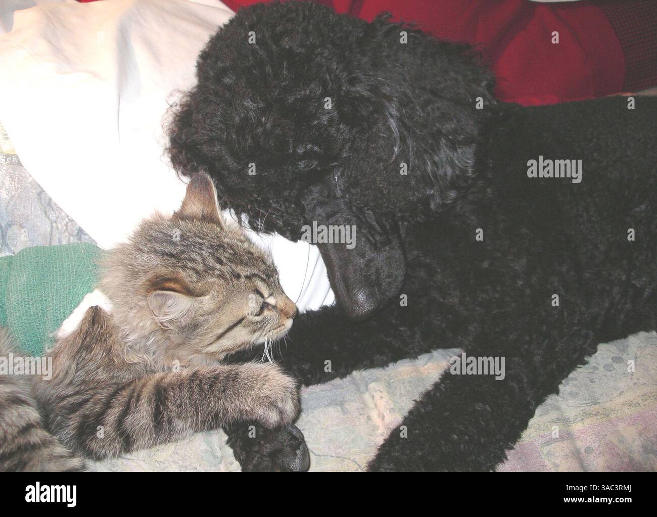 Limb loss recovery hi-res stock photography and images - Alamy