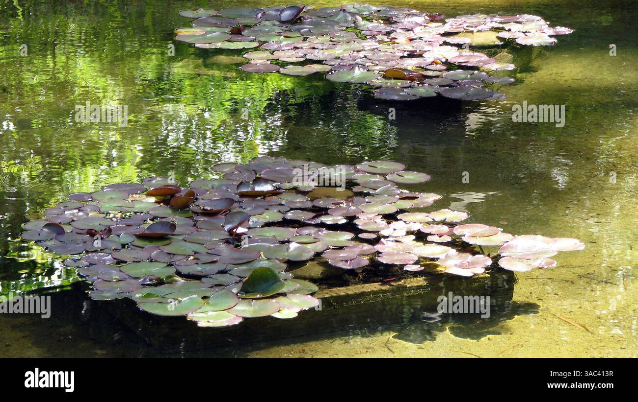 May 05, 2007 - San Francisco, CA, USA - Golden Gate Park's Japanese Tea ...