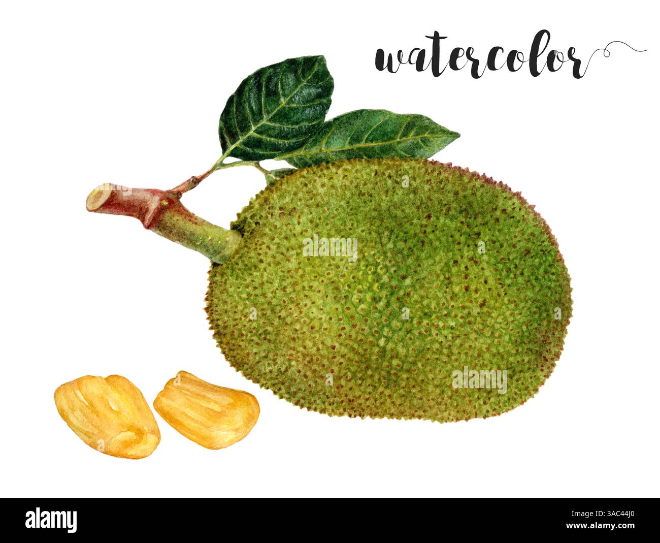 Hand-Painted Watercolor Jackfruit Botanical Illustration Isolated on ...