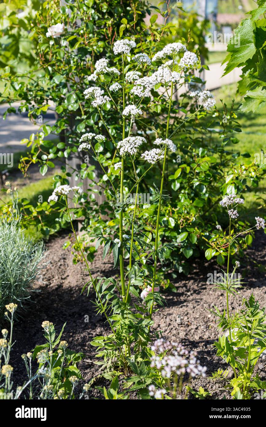 Echter Baldrian Valeriana officinalis, Habitus mit Blüten ...