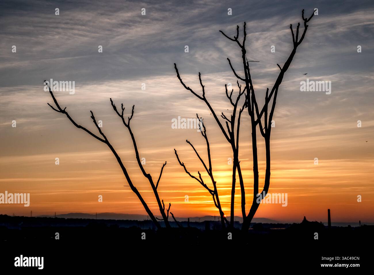 A view of the sunset sky through the branches of a tree. A view of the ...