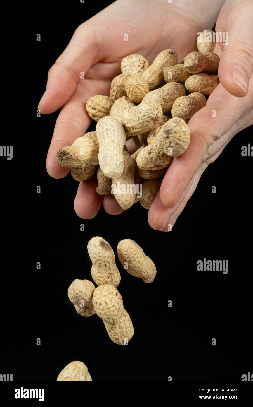 Hands pouring whole unpeeled peanuts, black background Stock Photo - Alamy