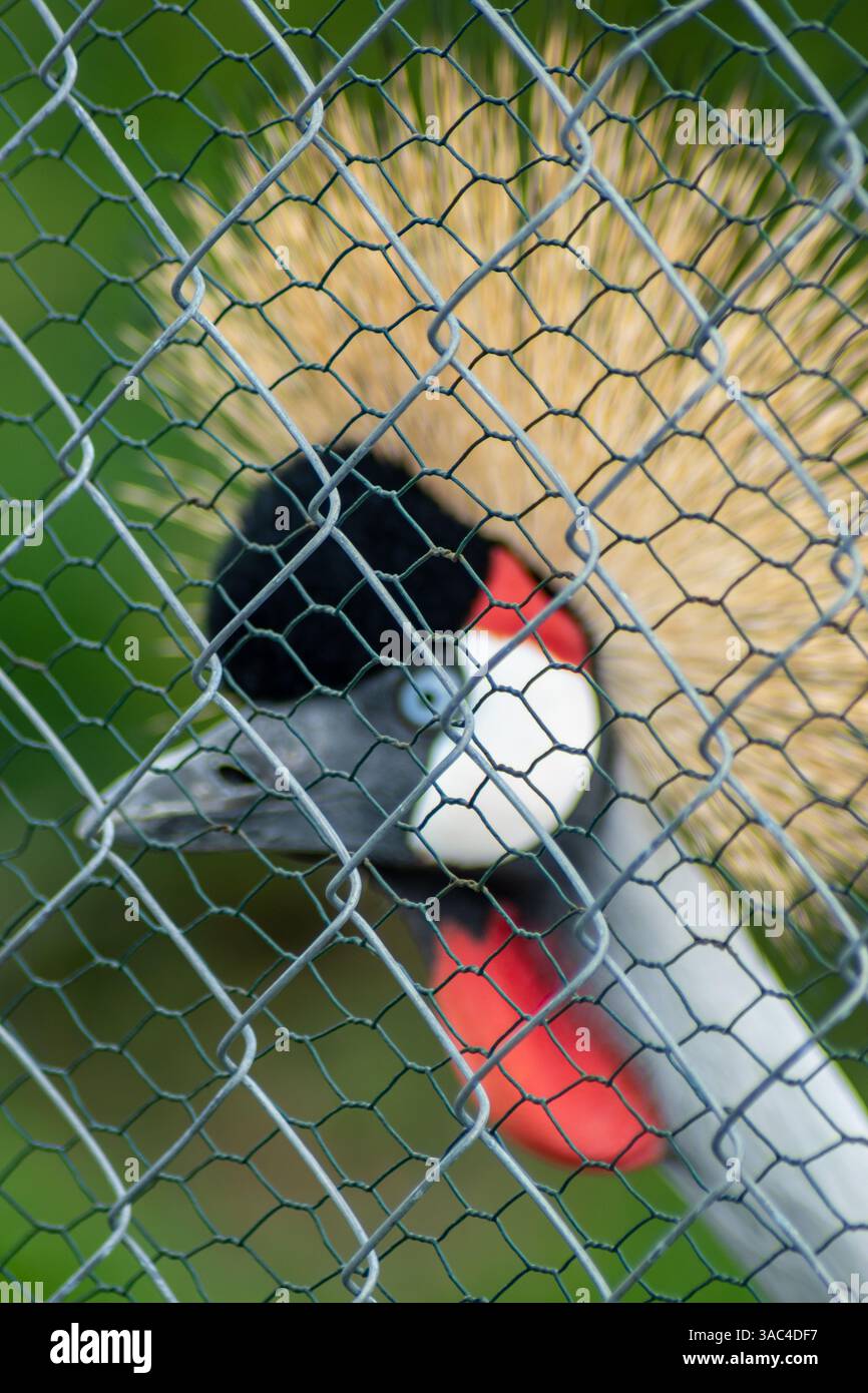 Grey crowned crane behind a wire fence with golden crest and striking ...