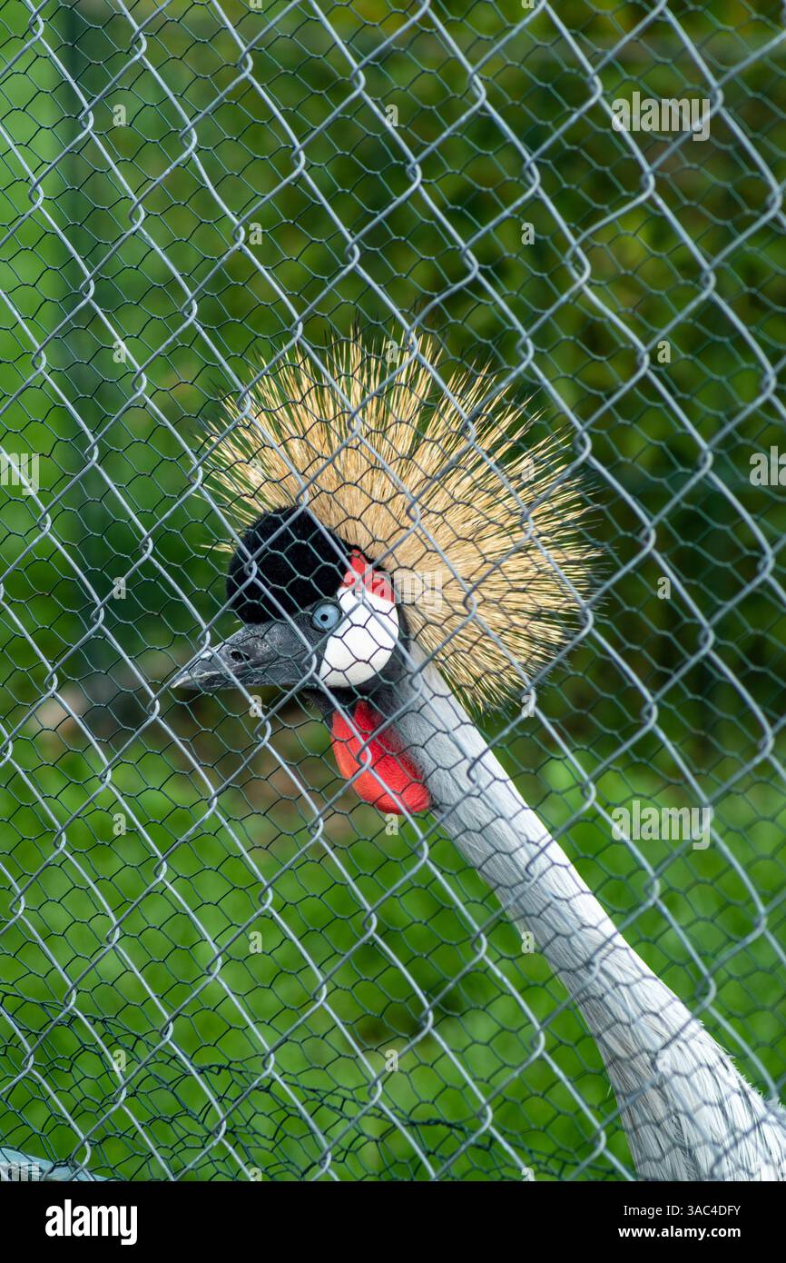 Elegant Grey Crowned Crane with a golden crest and long neck, looking ...