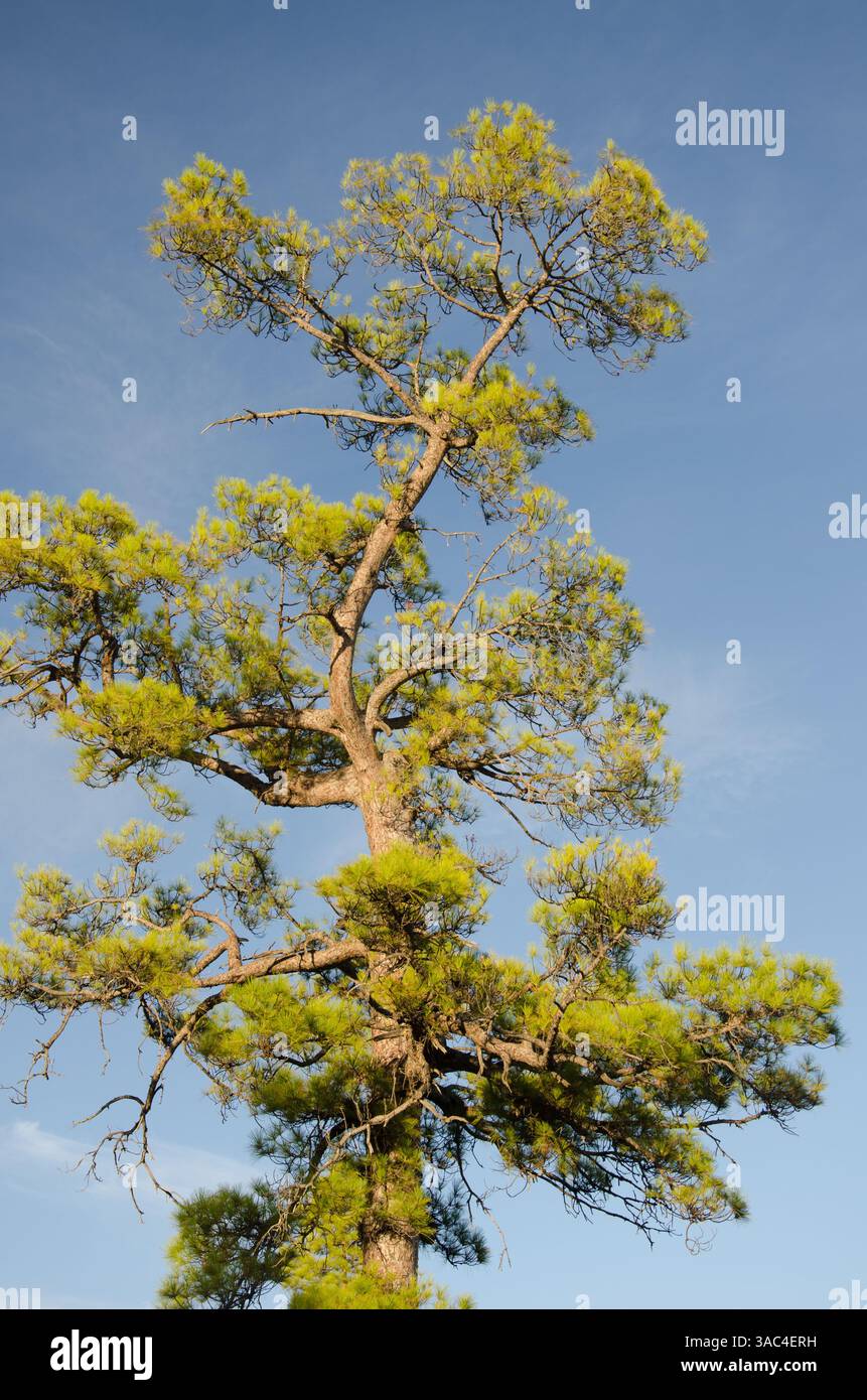 Canary Island pine Pinus canariensis. Integral Natural Reserve of ...