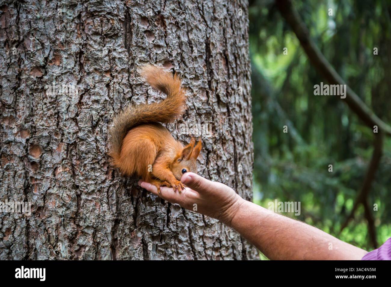 Close up of Isa brown hens on a poultry farm. Egg farm. Laying hens ...