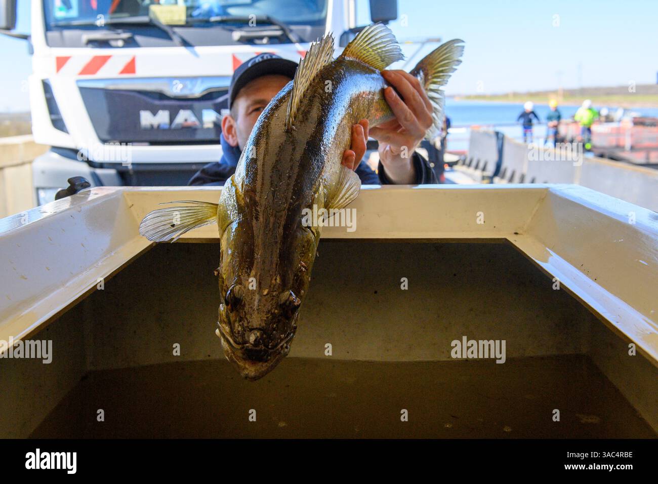 03 April 2025, Saxony-Anhalt, Wolmirstedt: Angler Thomas Rogge from the ...