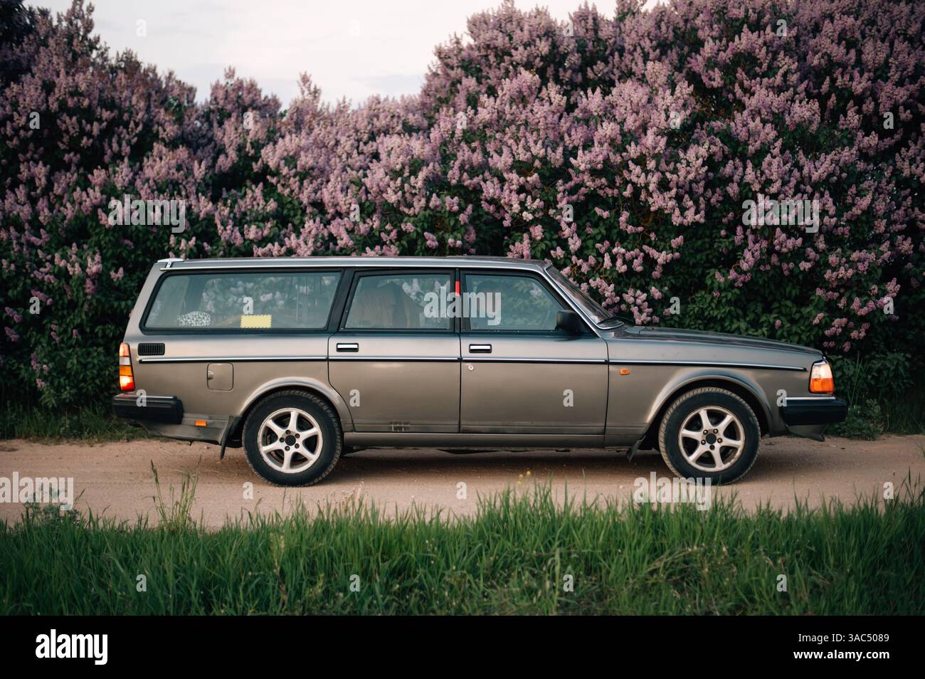 Retro Volvo station wagon near a lilac bush Stock Photo - Alamy