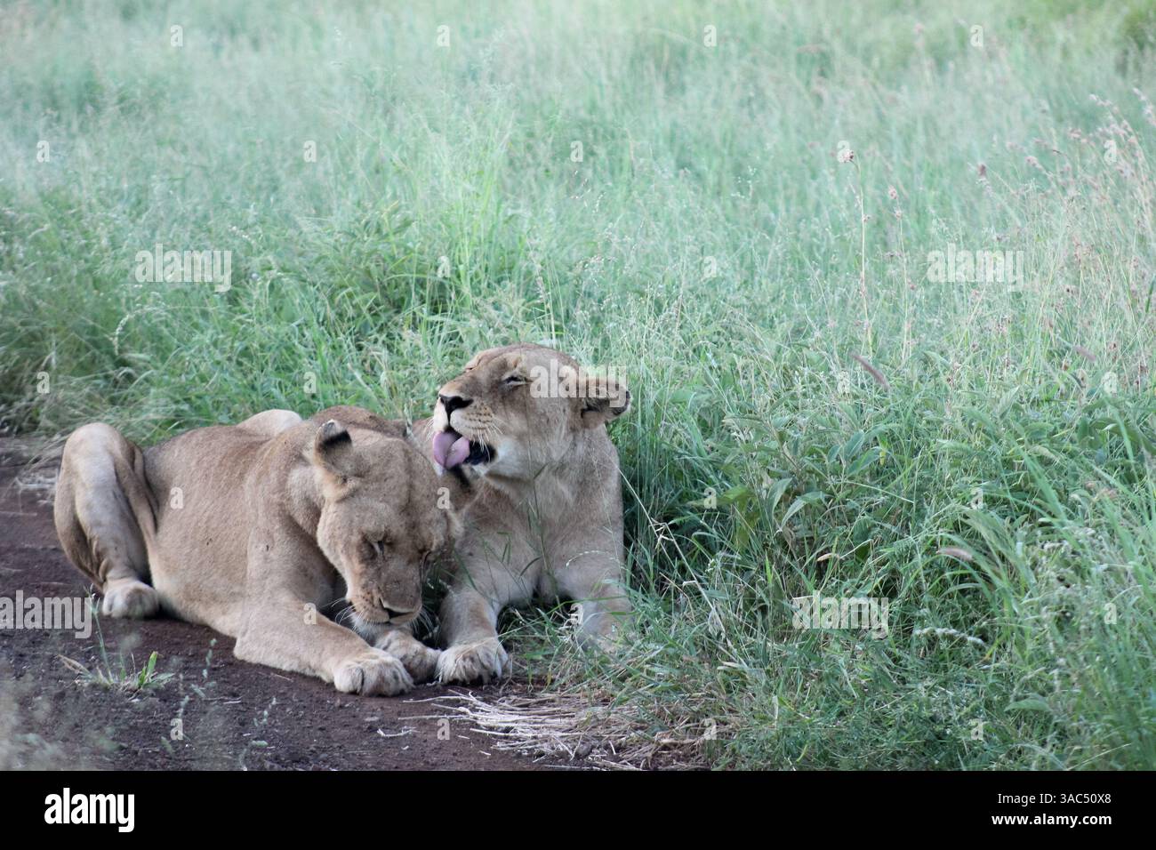 Mane character energy Stock Photo - Alamy