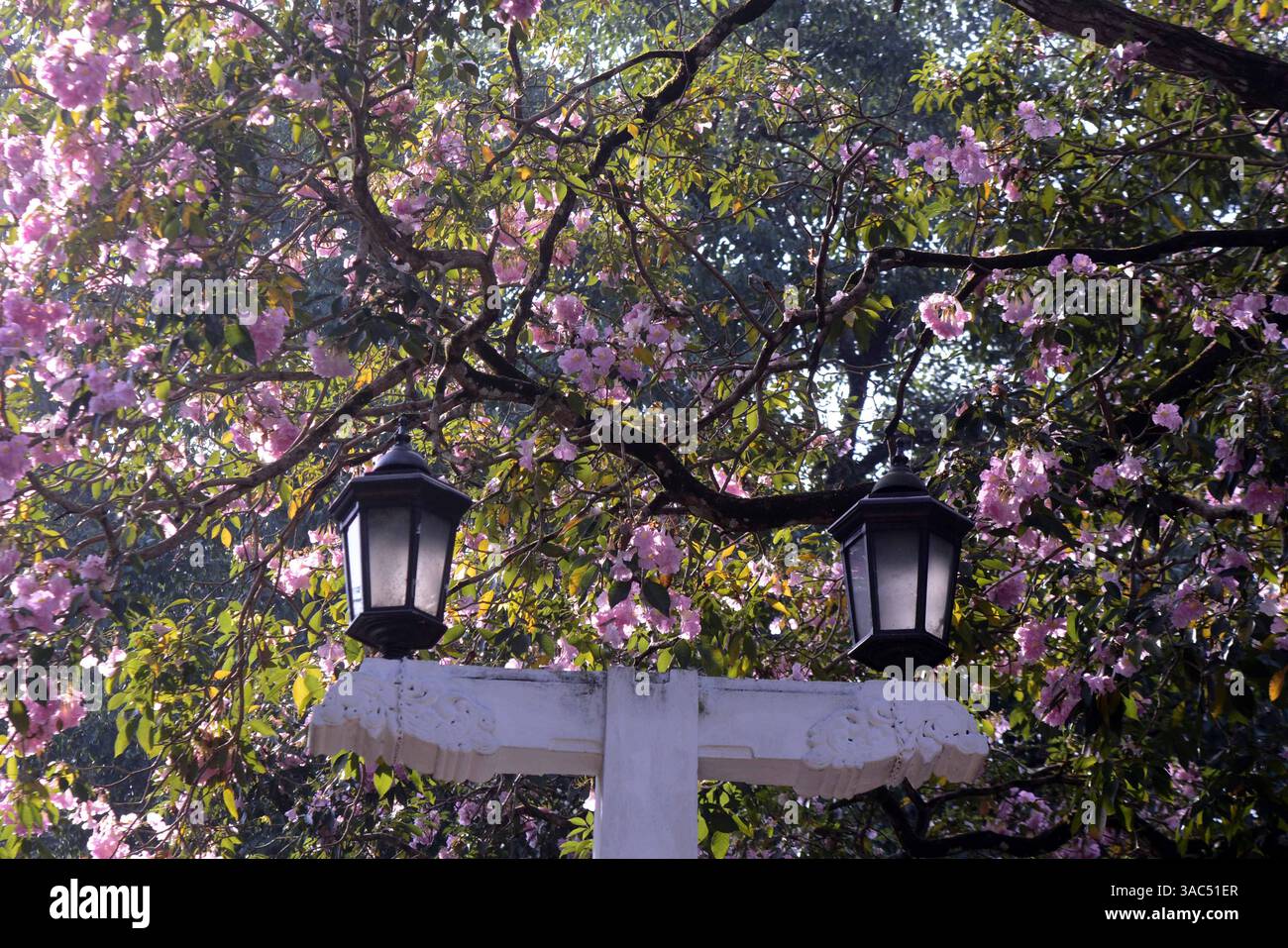 Kandy, Sri Lanka. 2nd Apr, 2025. Blossoming Tabebuia rosea flowers are ...