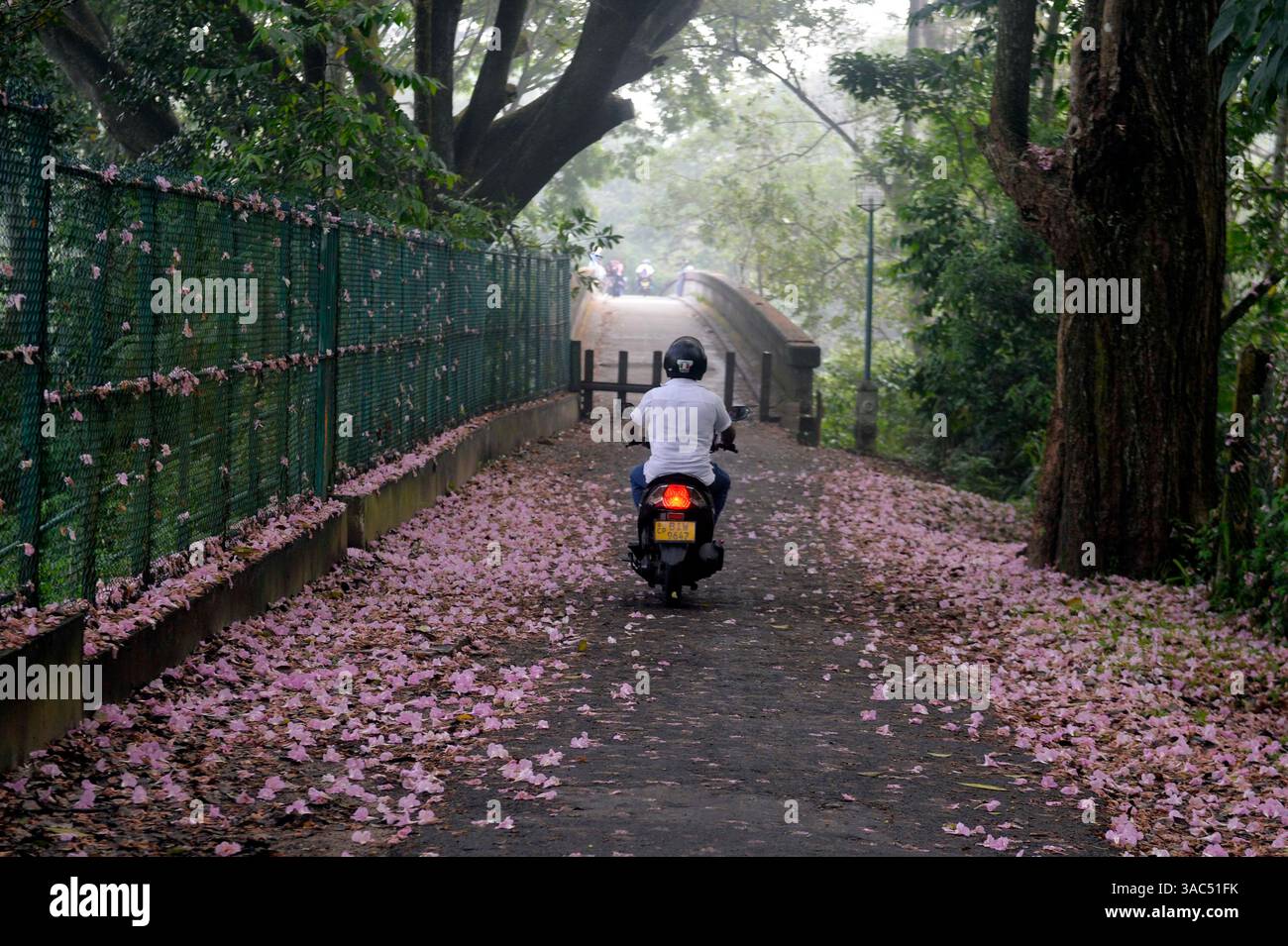 Kandy, Sri Lanka. 2nd Apr, 2025. A man rides a motor bike under blossoming Tabebuia rosea trees ...
