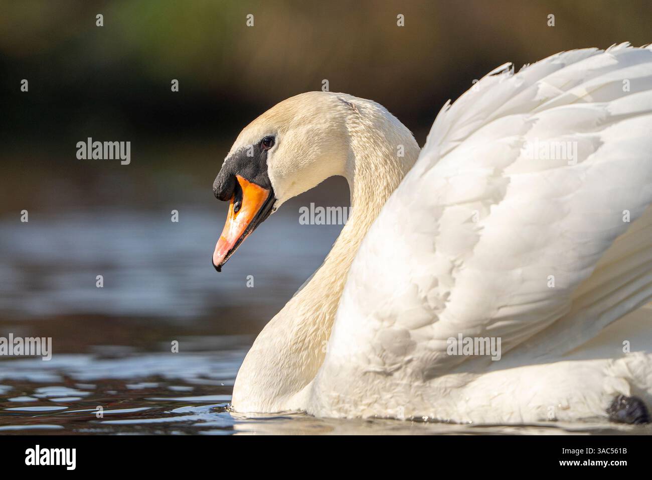 Kidderminster, UK. 3rd April, 2025. UK weather: a beautiful mute swan ...