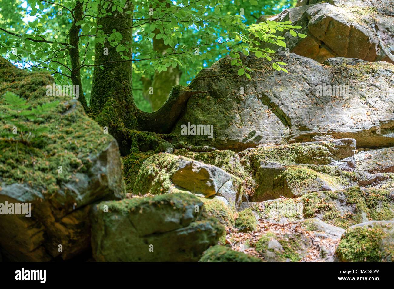 The Devil's Gorge at the Dinopark in Ernzen Stock Photo - Alamy