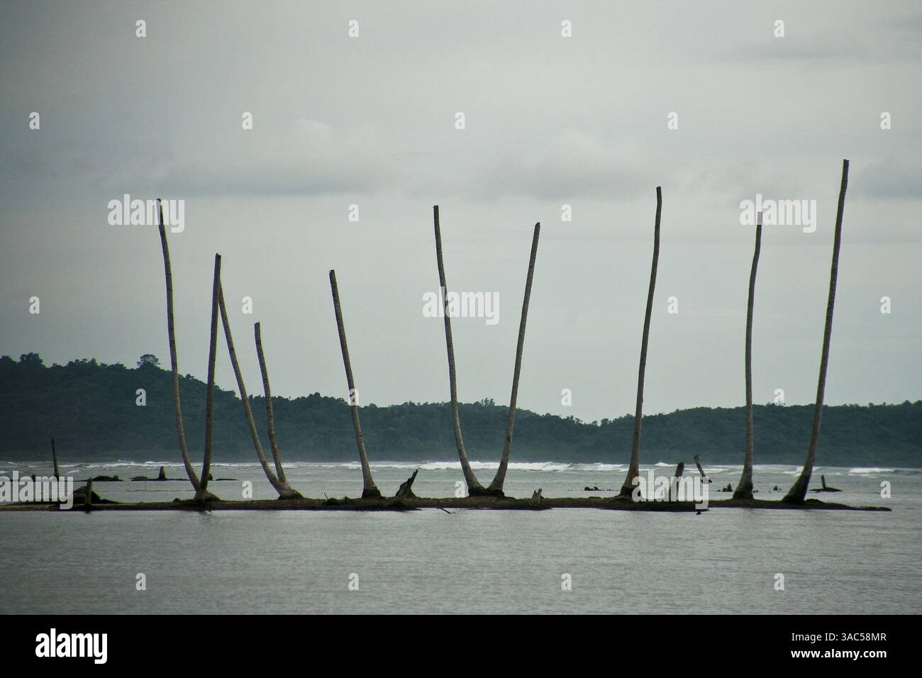 Jan 29, 2008 - Calang, Aceh Province, Indonesia - Headless palm trees ...
