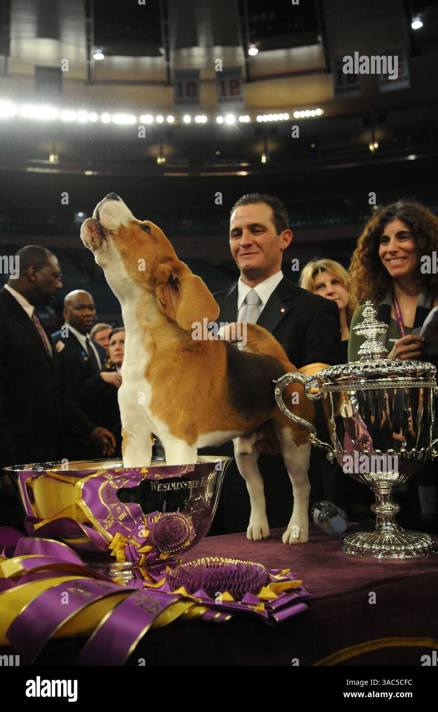 February 12 2008, New York City A Beagle named Uno was the winner of ...