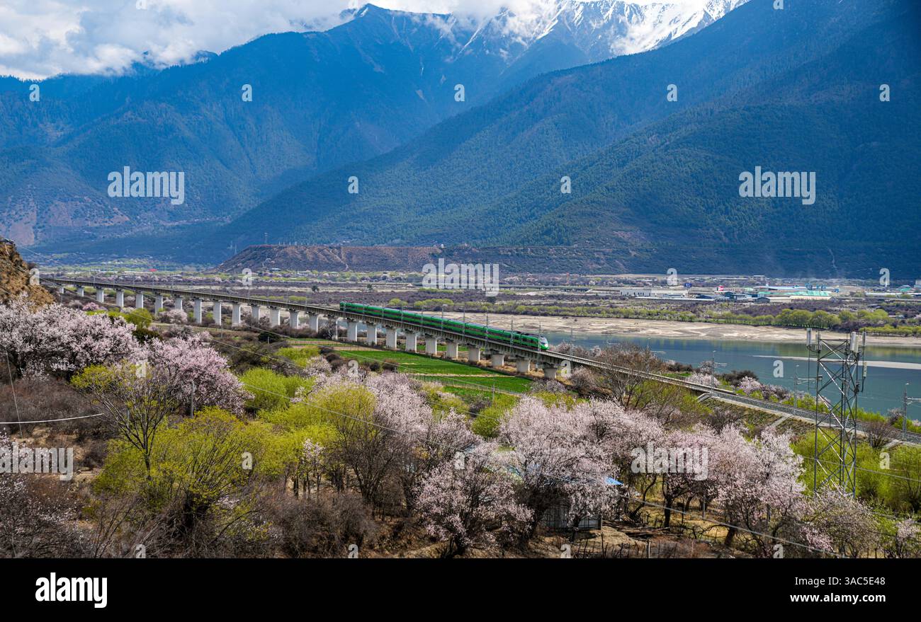 Nyingchi. 2nd Apr, 2025. A Fuxing bullet train runs on the Nyingchi ...
