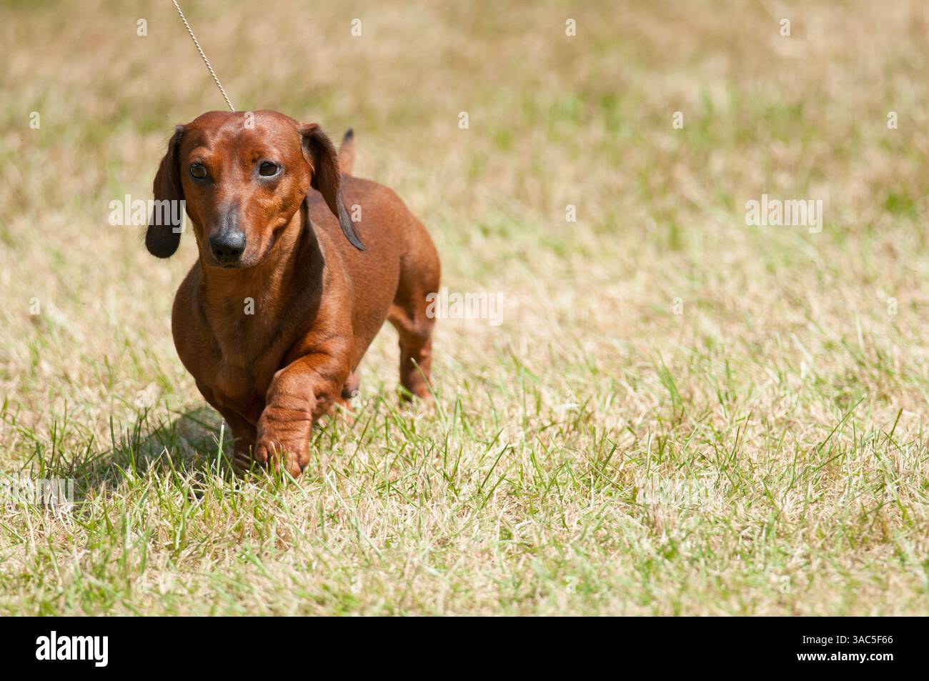 Smooth Dachshund walking on a field of grass Stock Photo - Alamy